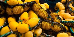 What Are the Types of Fishing Nets? - Netrags